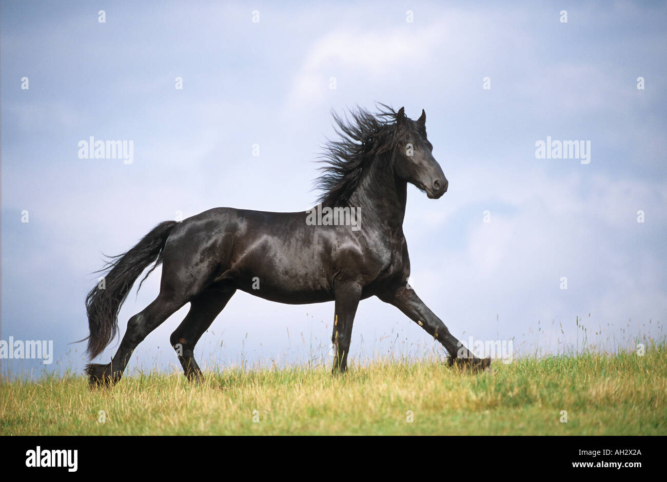 Friesian horse - galloping on meadow Stock Photo - Alamy