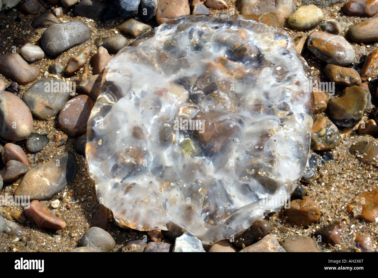 Dried jellyfish hi-res stock photography and images - Alamy