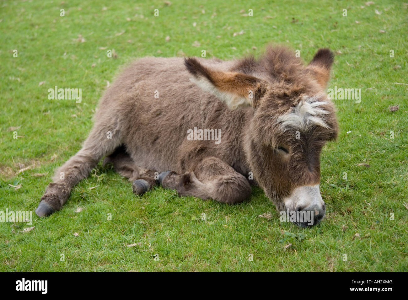 Donkey lying down hi-res stock photography and images - Alamy