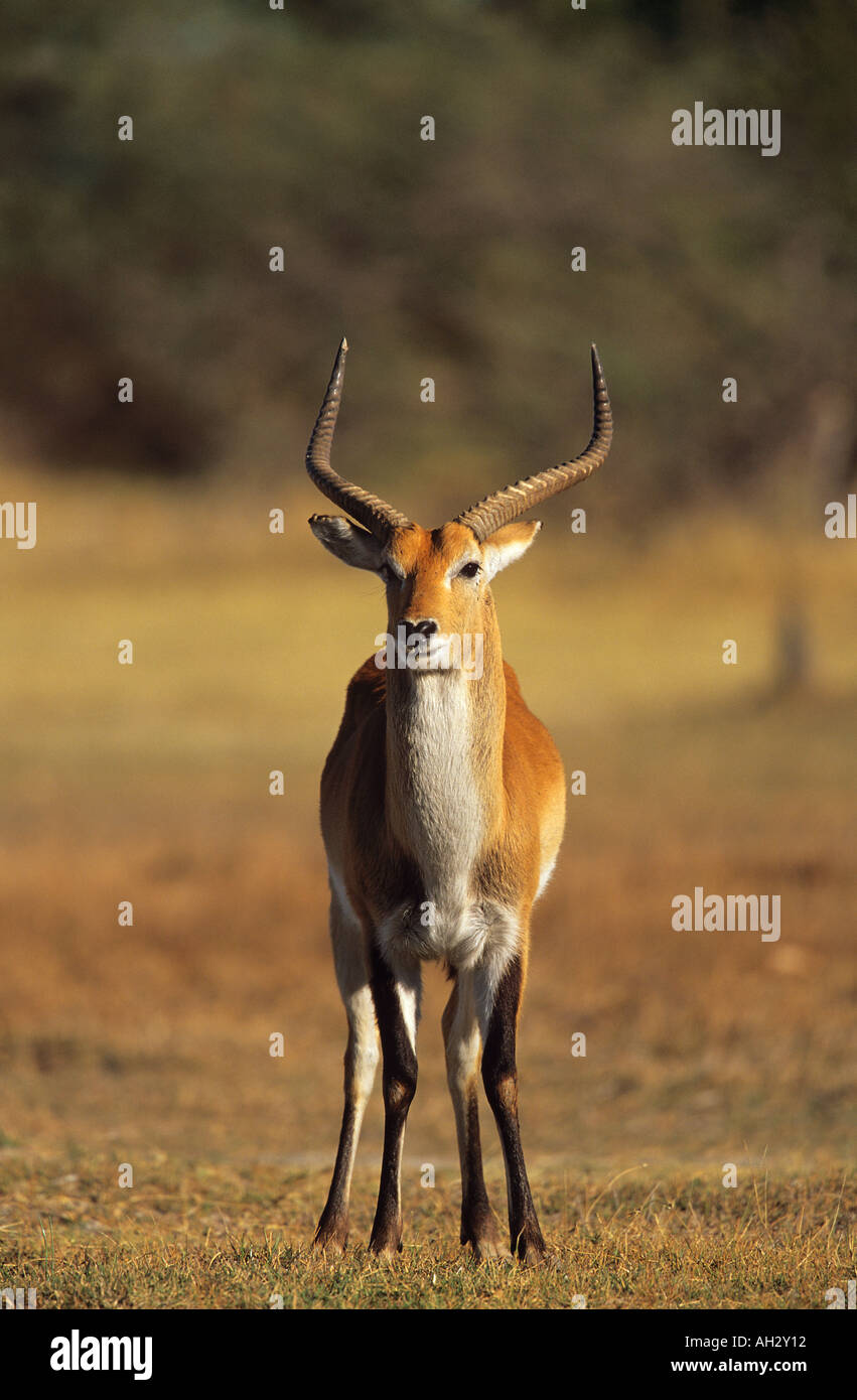 Kob antelopes hi-res stock photography and images - Alamy