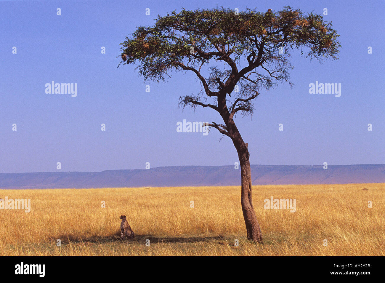 cheetah - sitting under tree / Acinonyx jubatus Stock Photo - Alamy