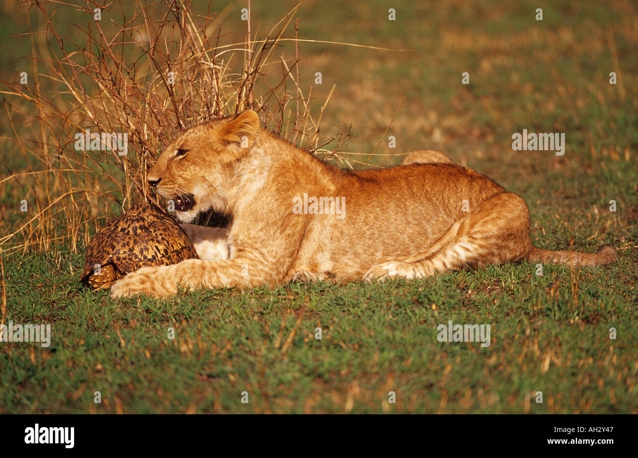 young lion playing with turtle / Panthera leo Stock Photo - Alamy