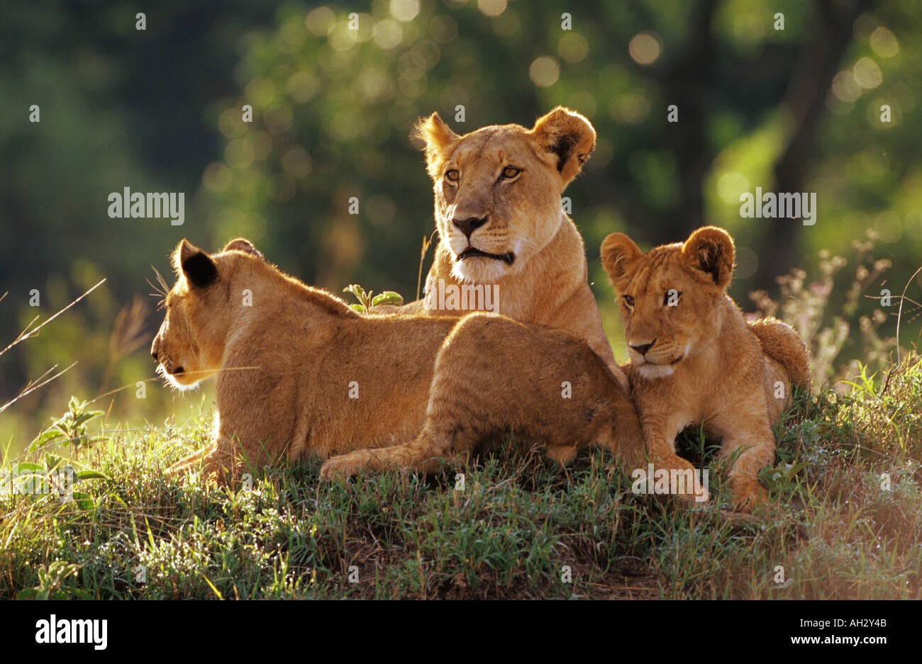 Lion Lioness Cubs Stock Photos & Lion Lioness Cubs Stock Images - Alamy