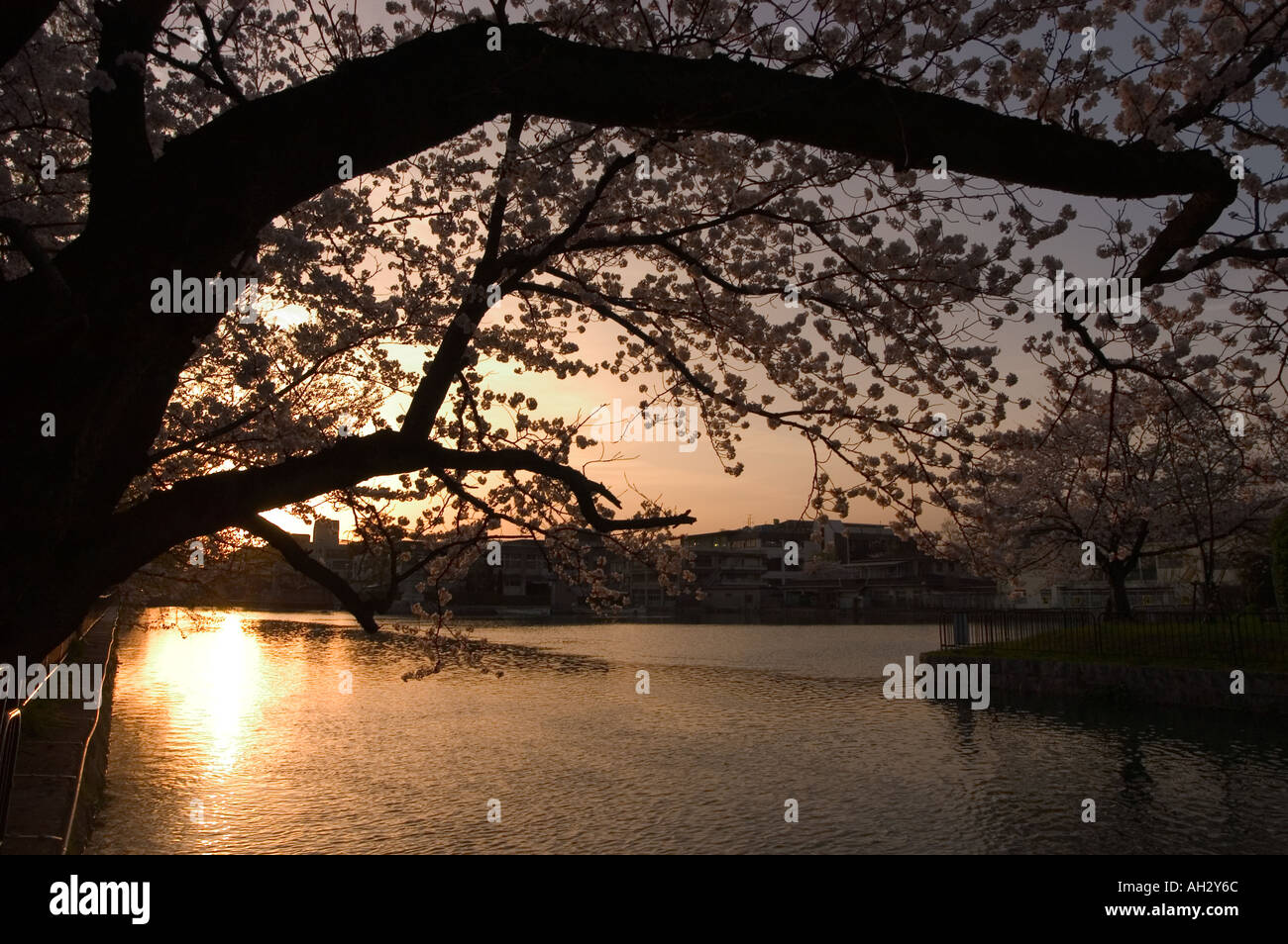 sunet on river spring cherry blossom Kyoto city Honshu island Japan ...