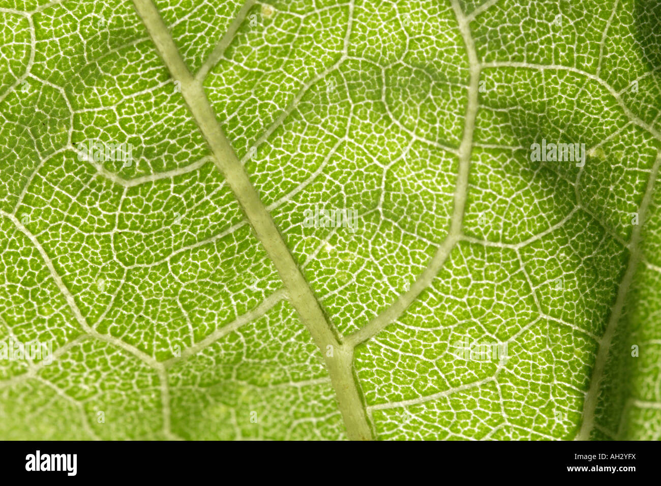 Sunflower leaf close up detail Stock Photo - Alamy