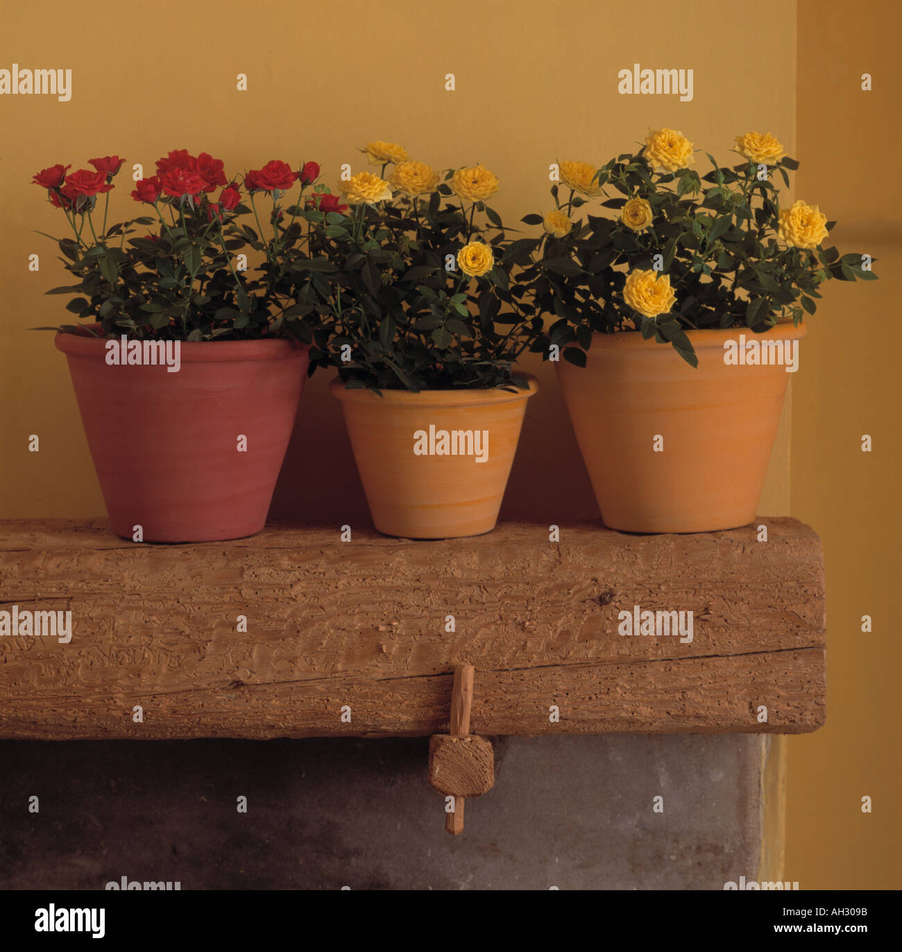 Miniature roses hi-res stock photography and images - Alamy