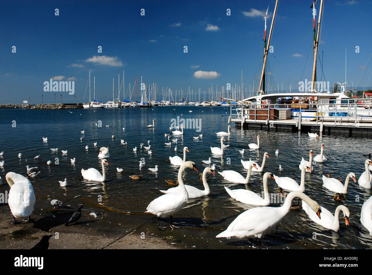 Lausanne Ouchy Port Stock Photo - Alamy