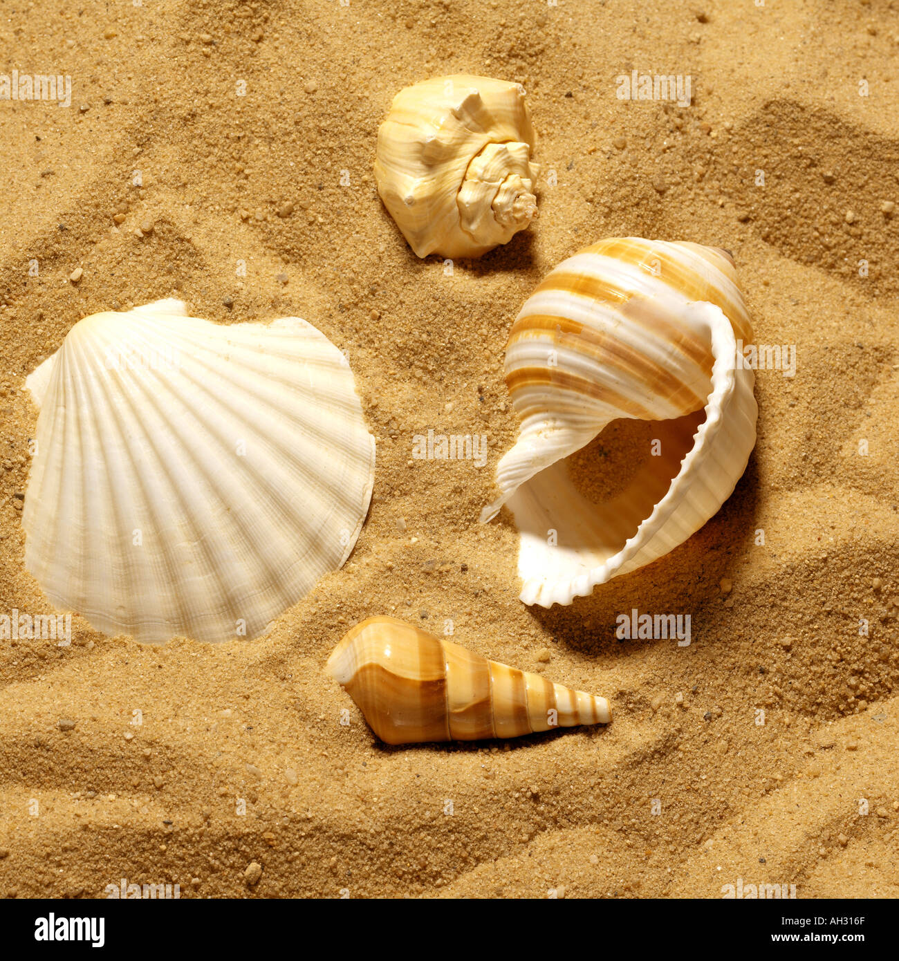 Close up sea shells hi-res stock photography and images - Alamy