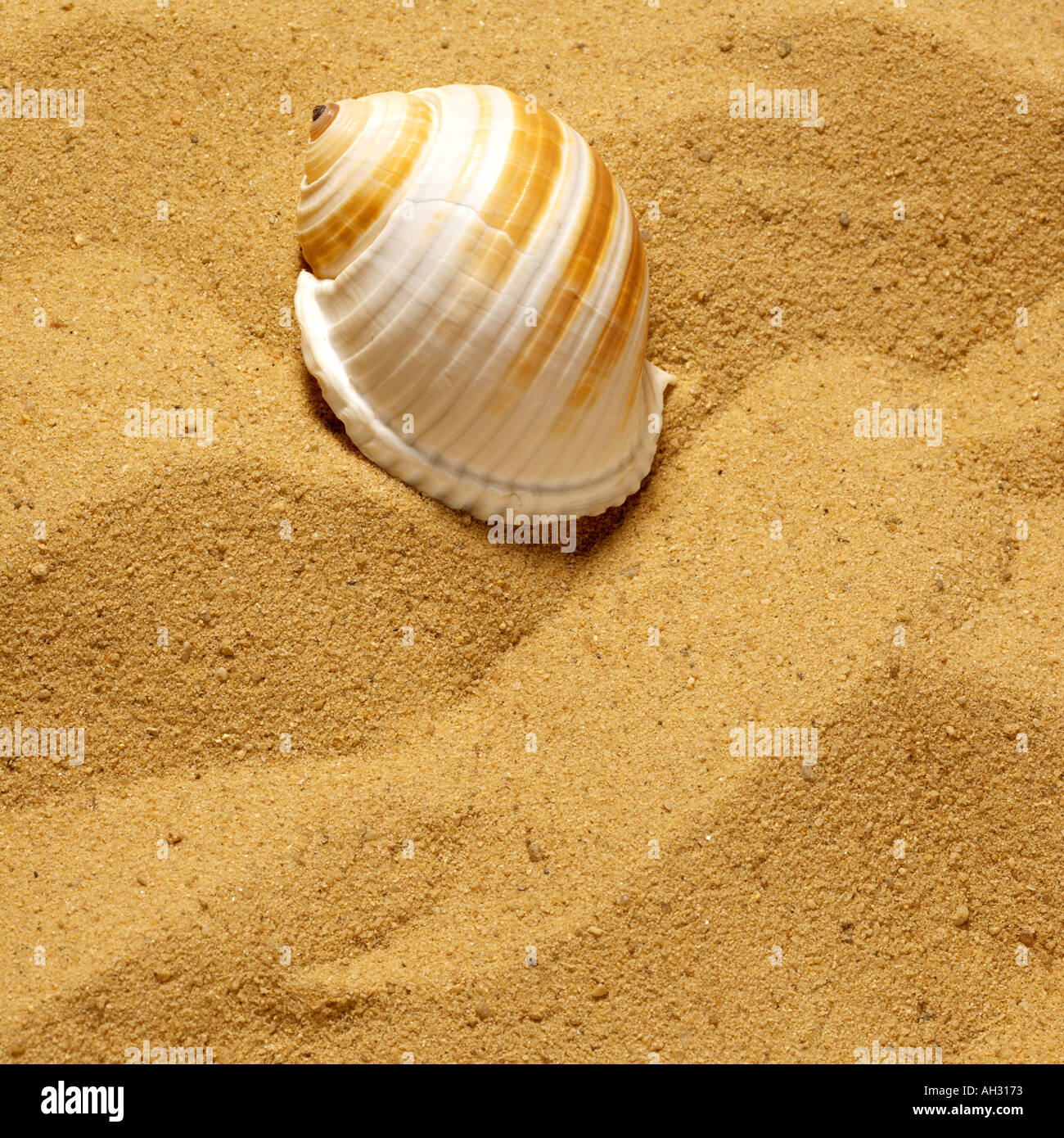 Shell in sand Seashell mollusk Stock Photo - Alamy