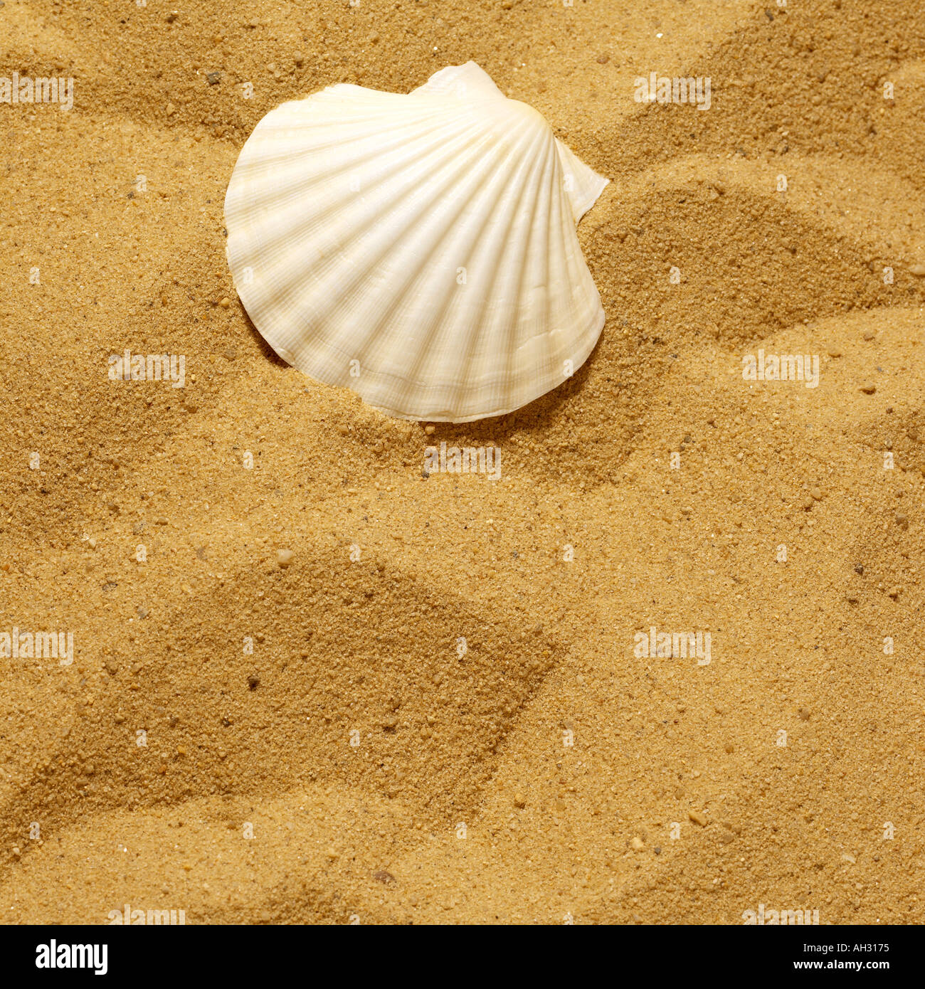 Seashell in sand Stock Photo - Alamy
