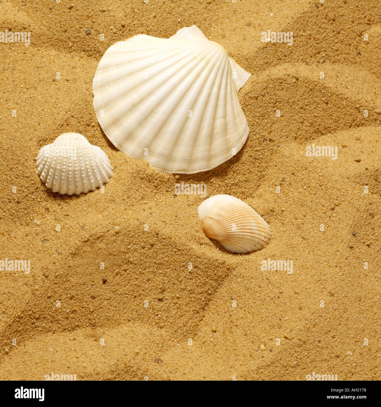 Mollusk beach hi-res stock photography and images - Alamy