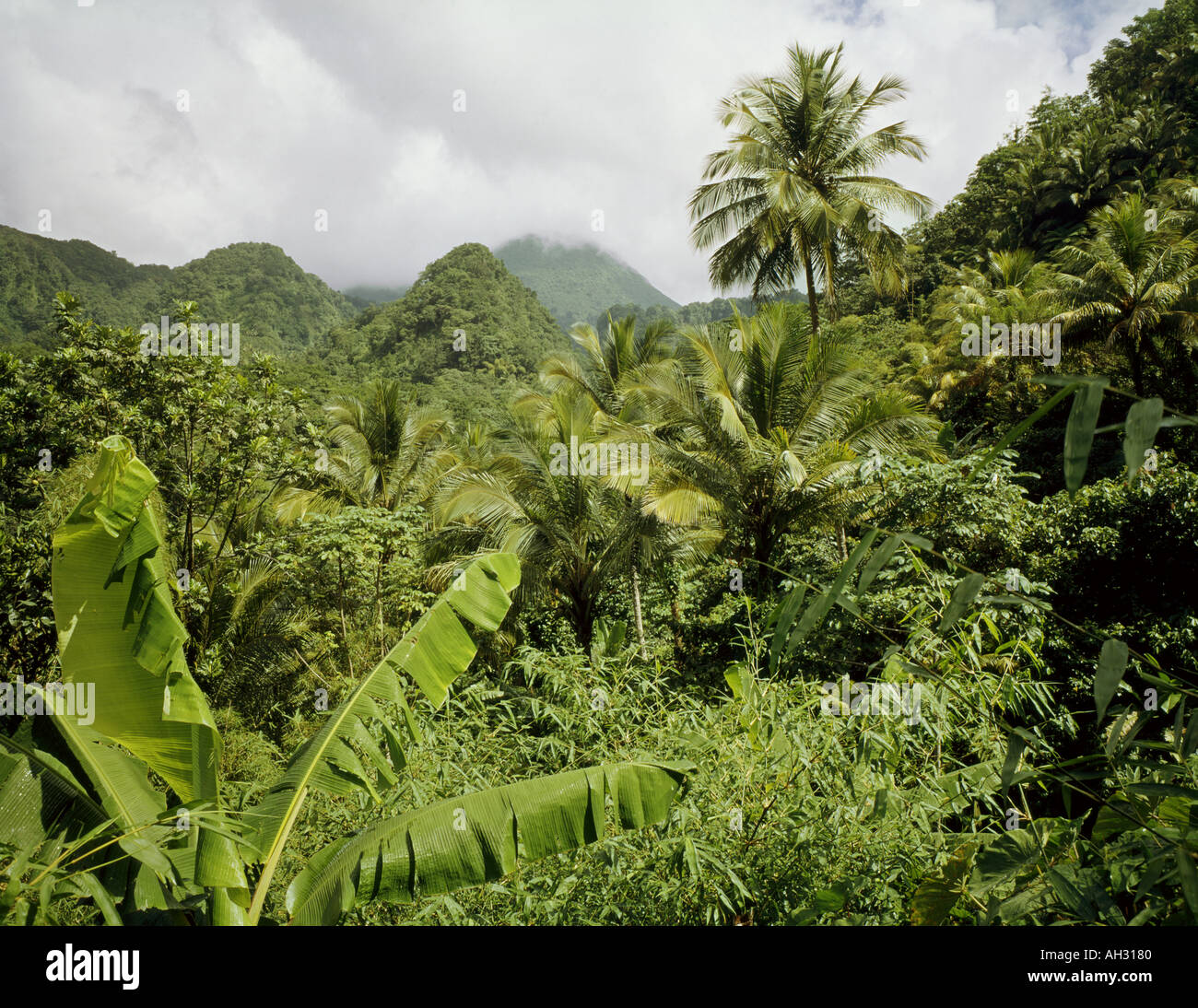 jungle on Caribbean island Stock Photo - Alamy