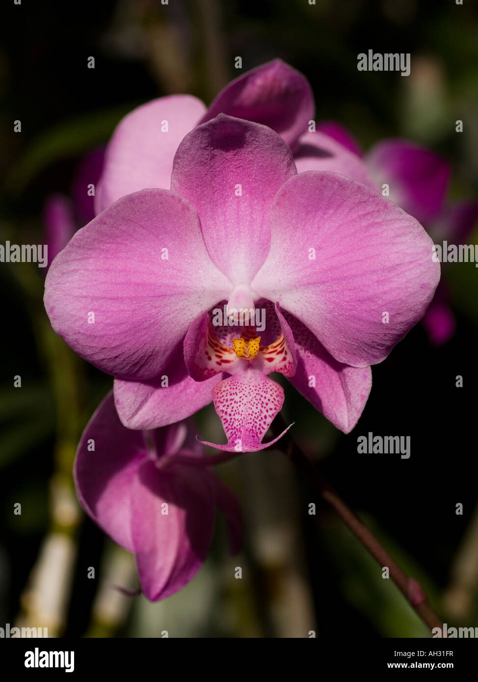 Cluster of mauve pink Phalaenopsis moth orchids on a raceme Stock Photo ...