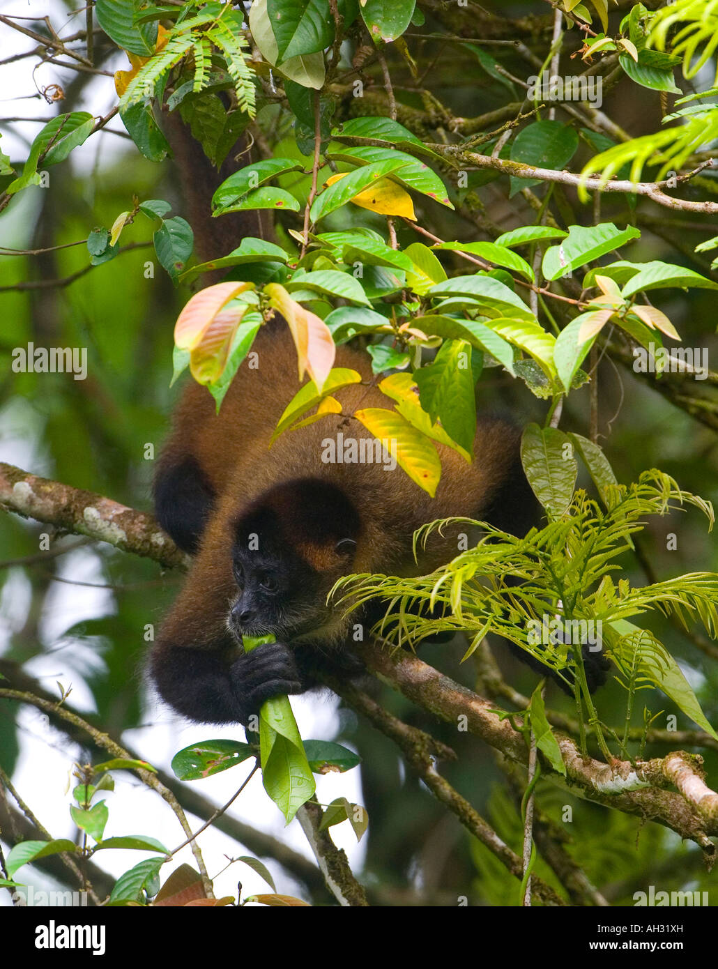 Mantled Howler Monkey Eating Rolled up Leaf Stock Photo - Alamy