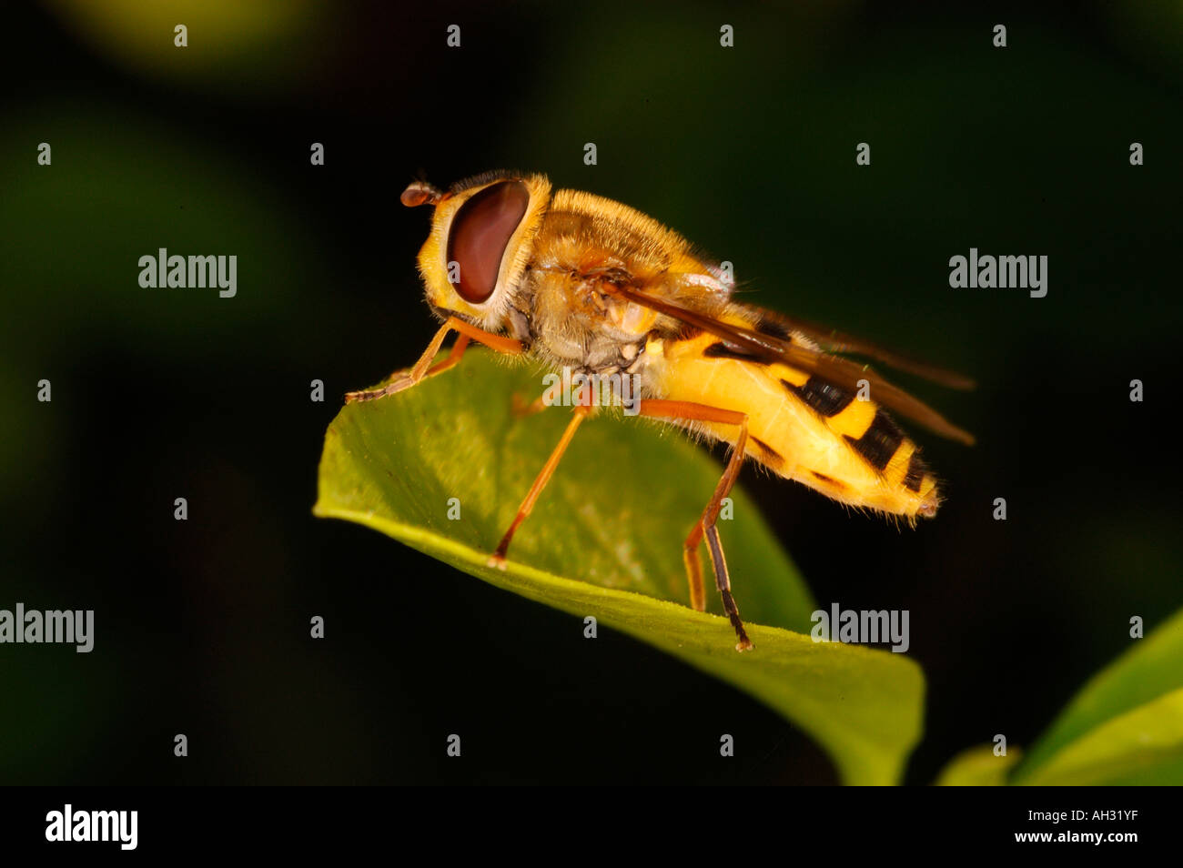 Hoverfly compound eyes hi-res stock photography and images - Alamy