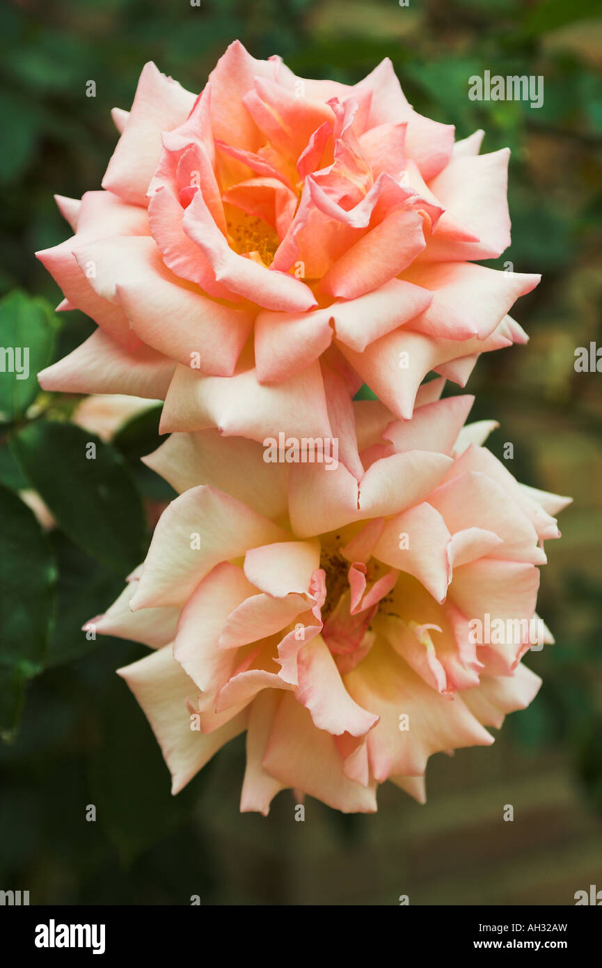 Two Pink Garden Roses Stock Photo - Alamy