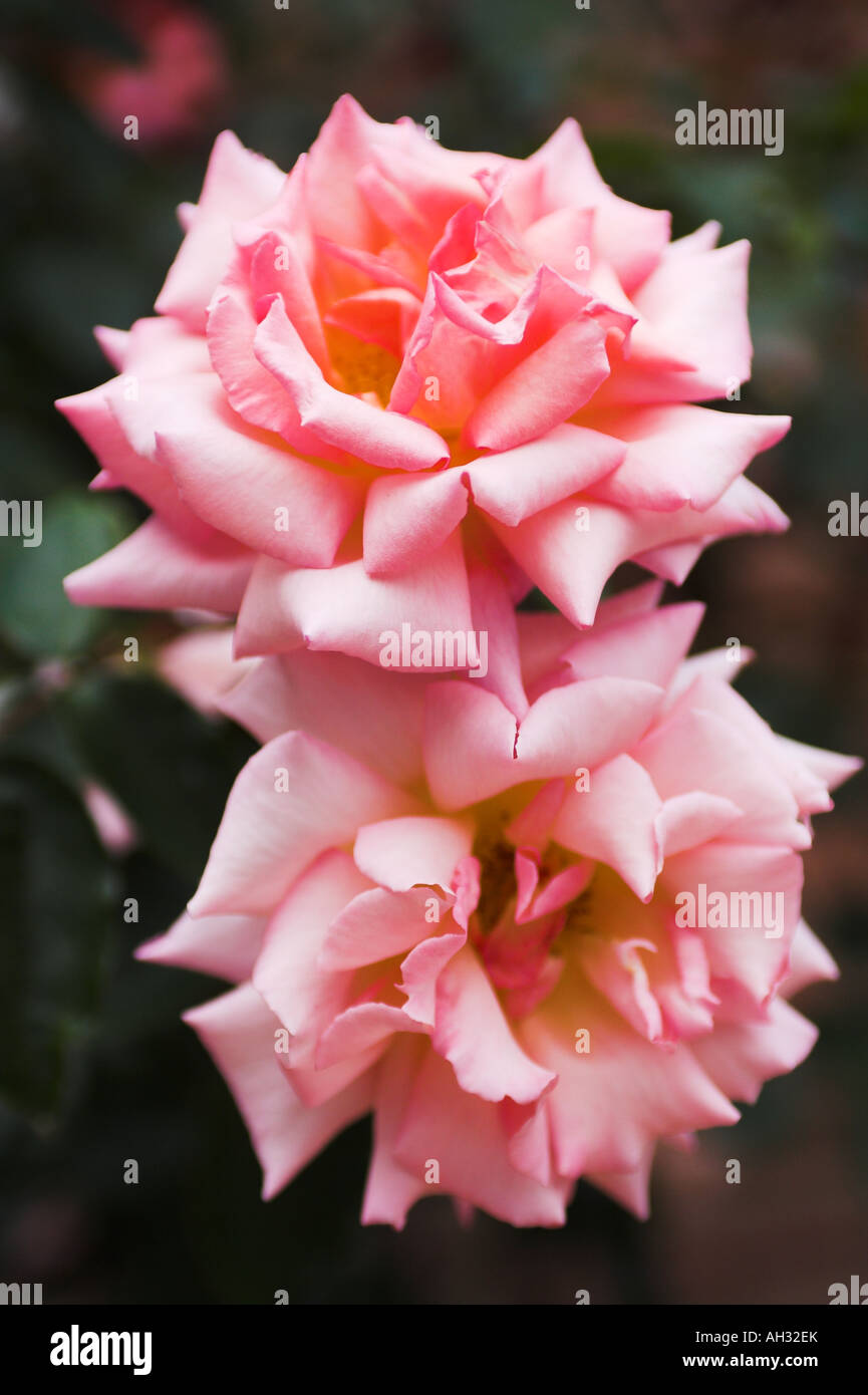 Pink Garden Roses Stock Photo - Alamy