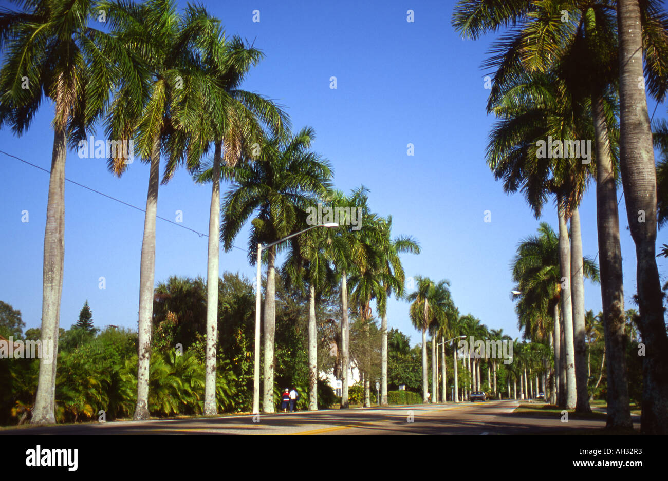 Palm Tree Lined Street Stock Photo - Alamy