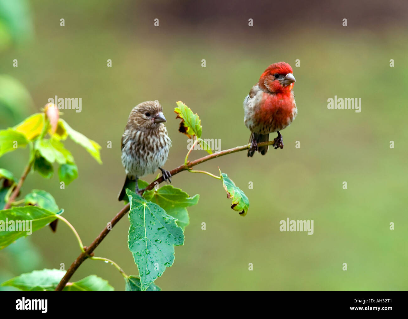 Male & Female House Finch Stock Photo - Alamy
