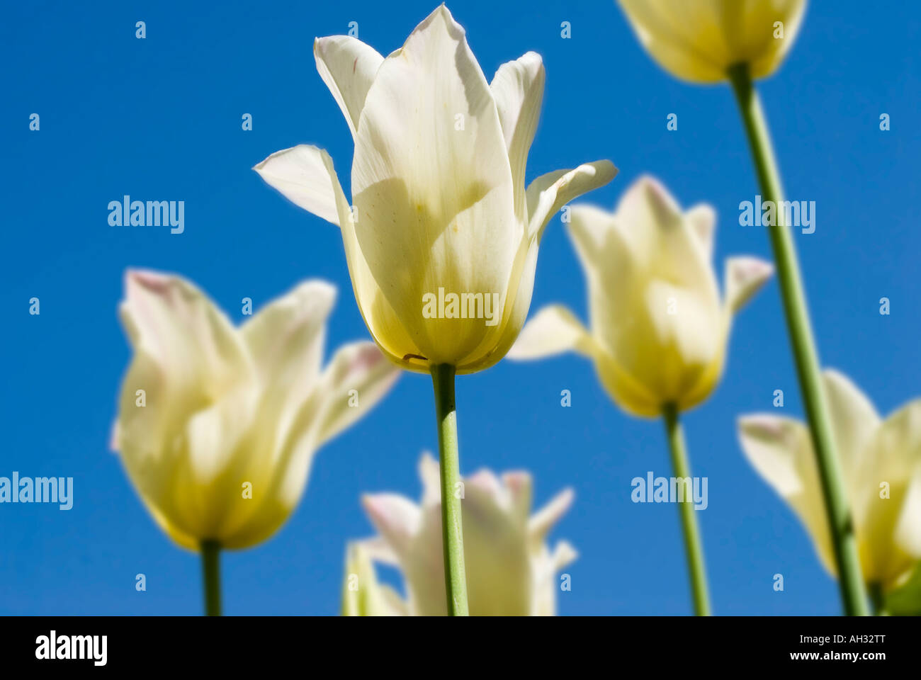 Tulips in spring Stock Photo - Alamy