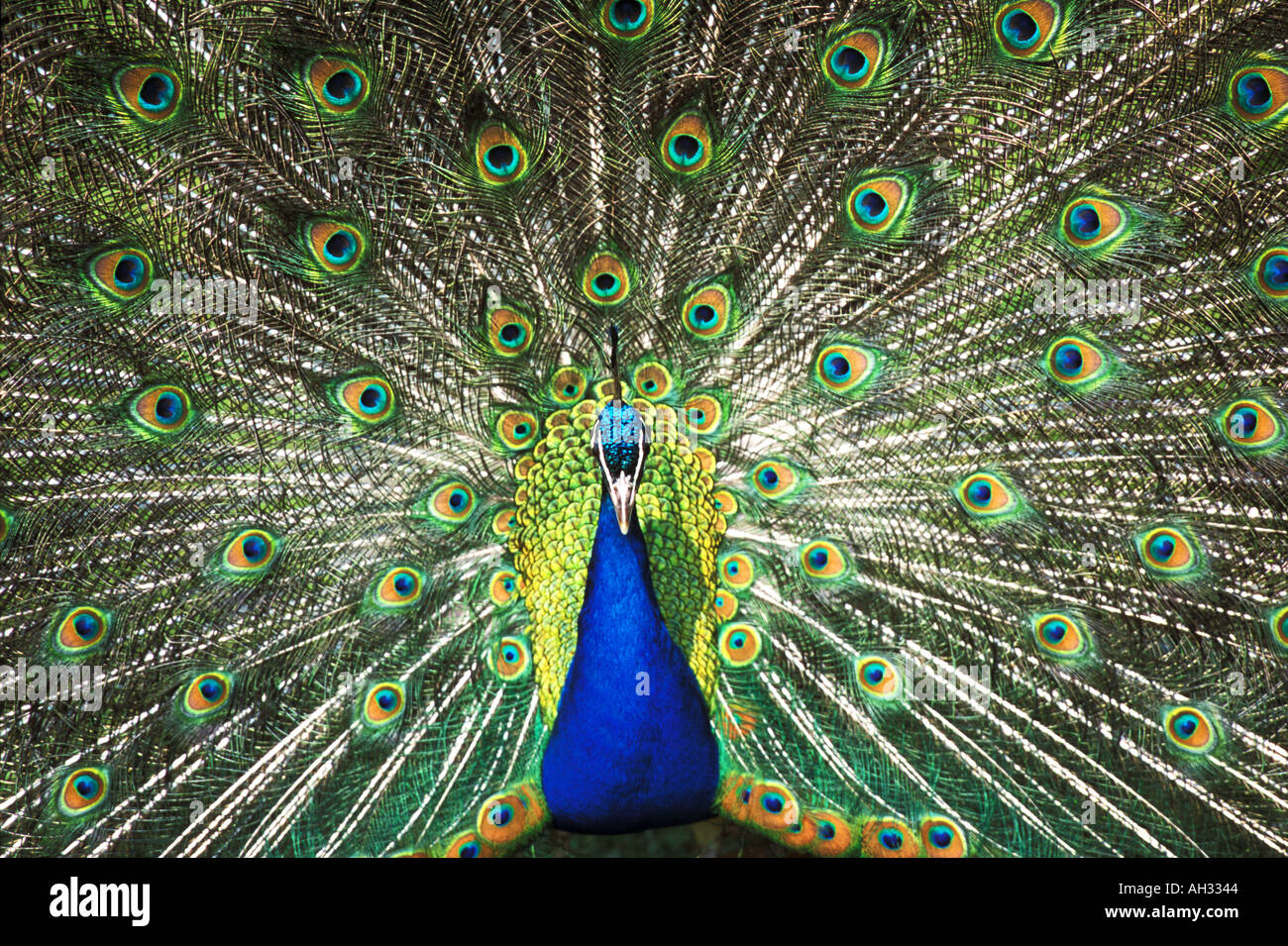 peacock displaying its colourful fan tail Stock Photo - Alamy