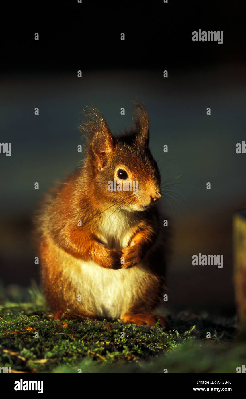 Formby red squirrel reserve hi-res stock photography and images - Alamy
