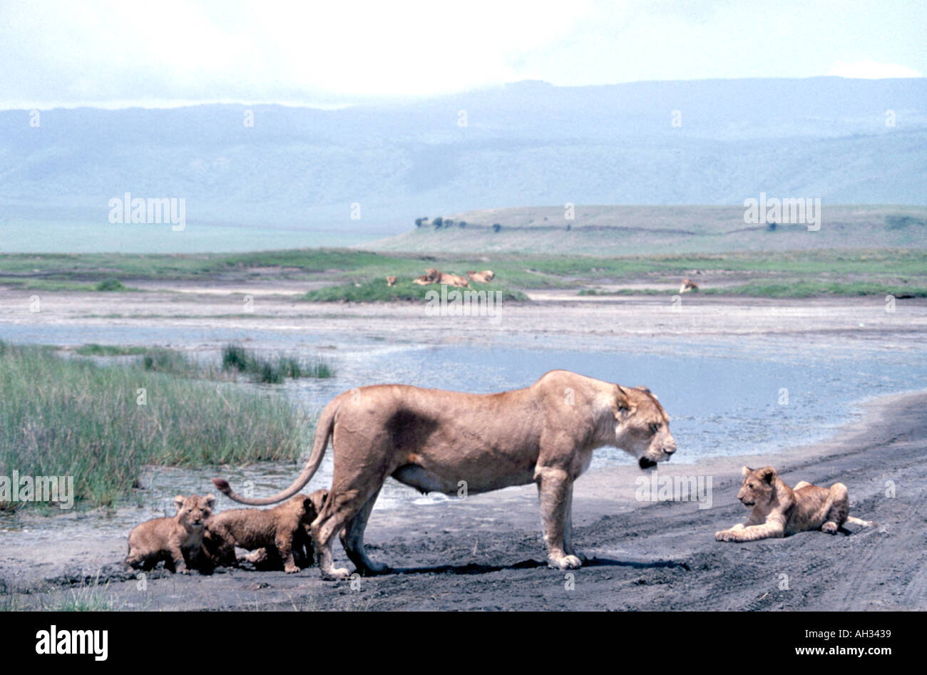Lioness standing with several of her cubs playing alongside a lake n ...