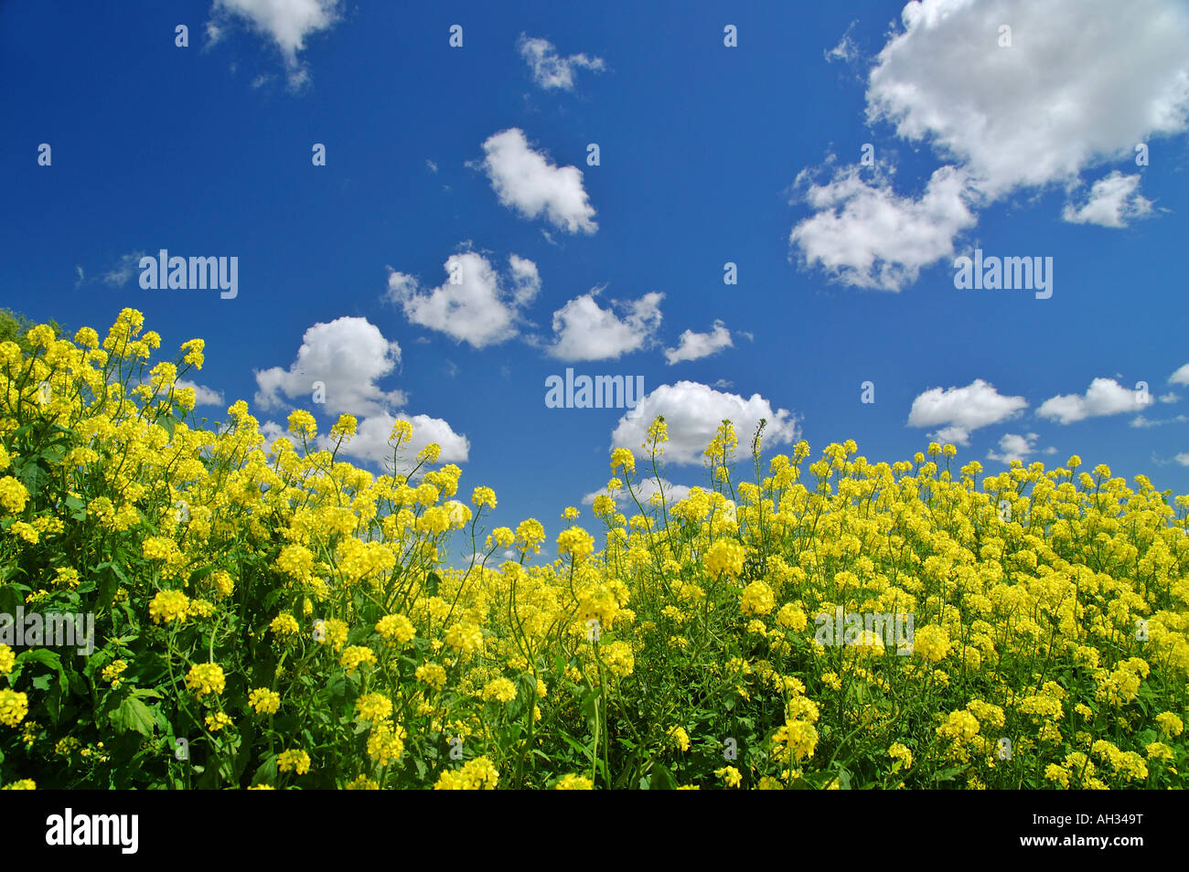 Spring Flowers in California's Central Valley Stock Photo - Alamy