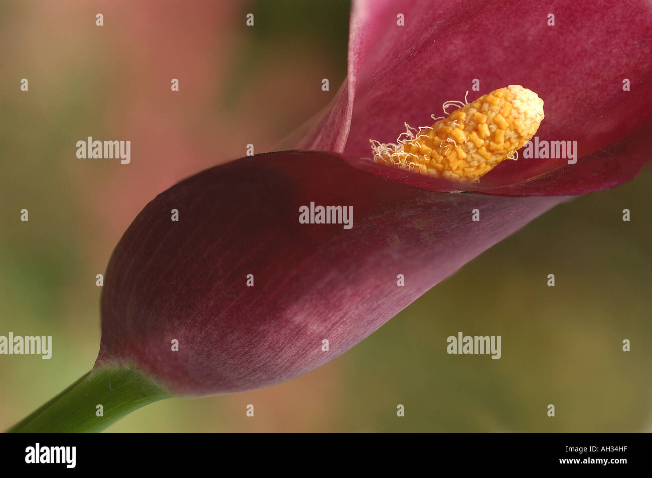 A red Arum just opening Stock Photo - Alamy