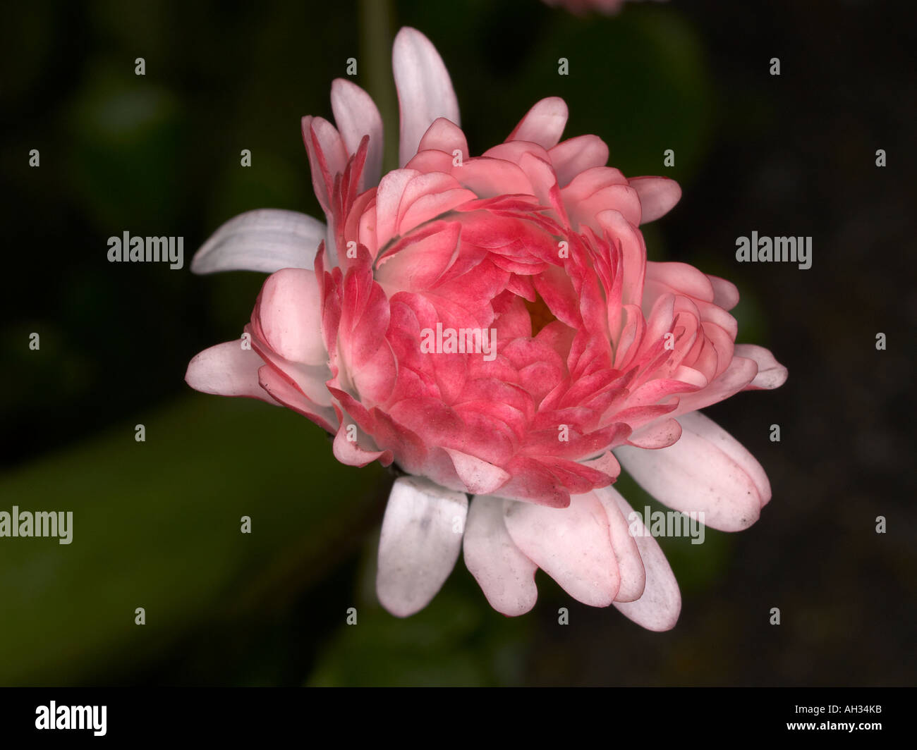 Deep emotion flower hi-res stock photography and images - Alamy