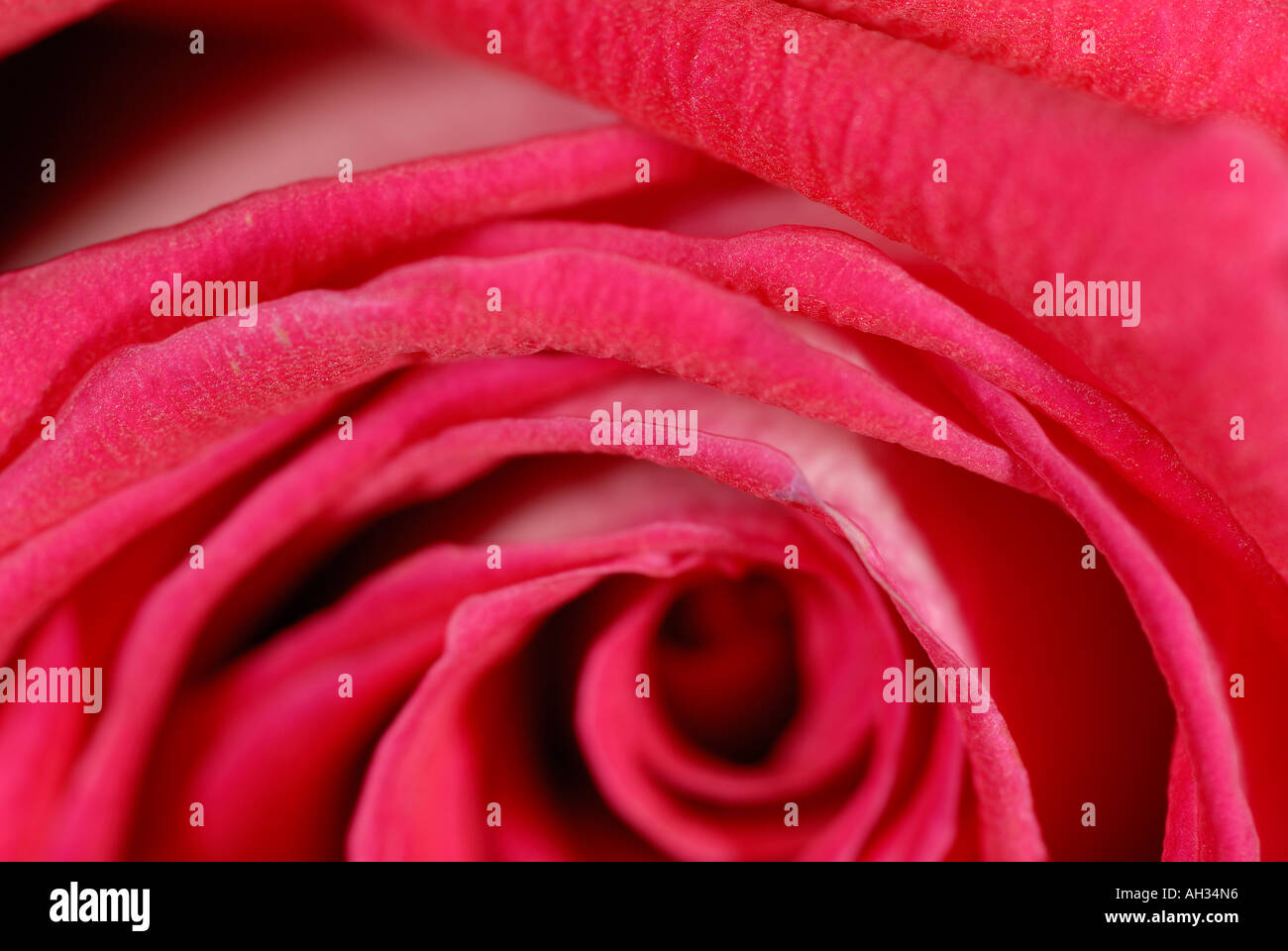 Deep emotion rose hi-res stock photography and images - Alamy