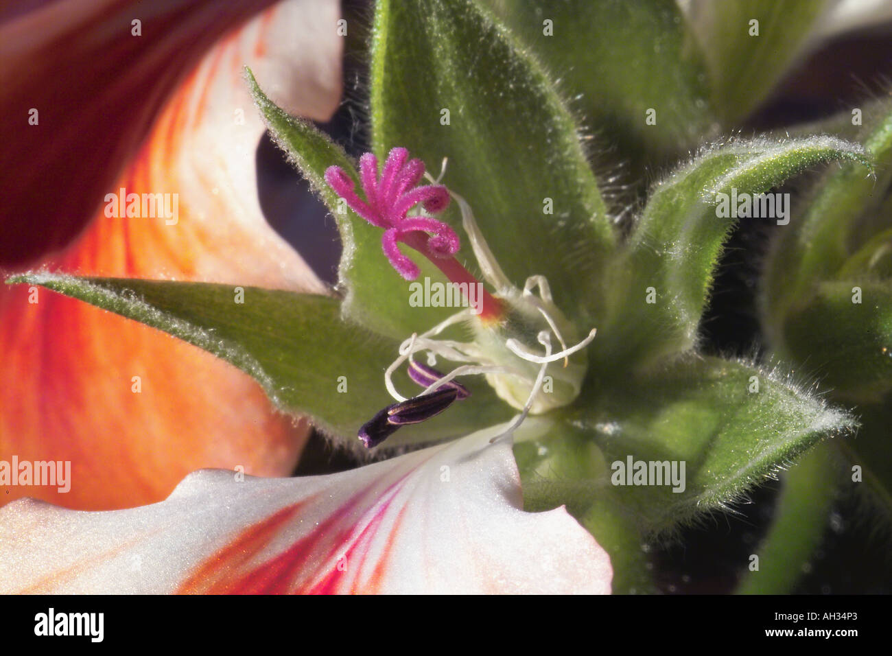 Close up of Geranium (Pelargonium Stock Photo - Alamy