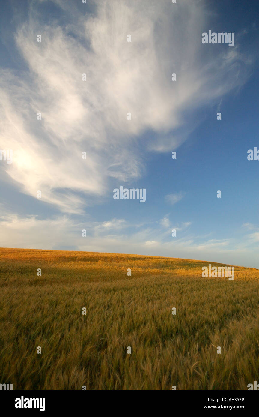 Rural field in California's Central Valley Stock Photo - Alamy
