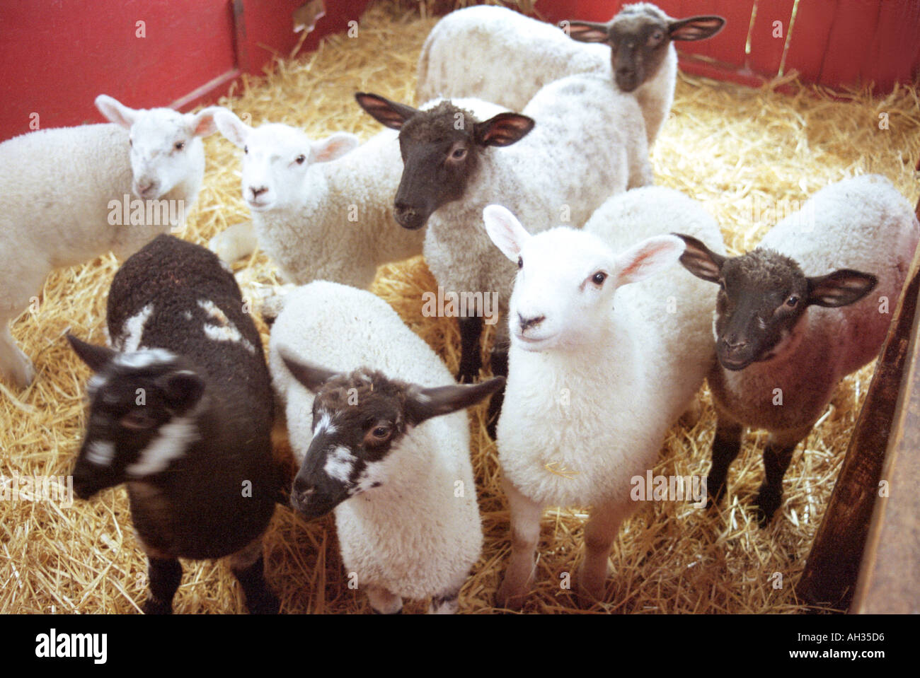 Mutton dressed as lamb hi-res stock photography and images - Alamy