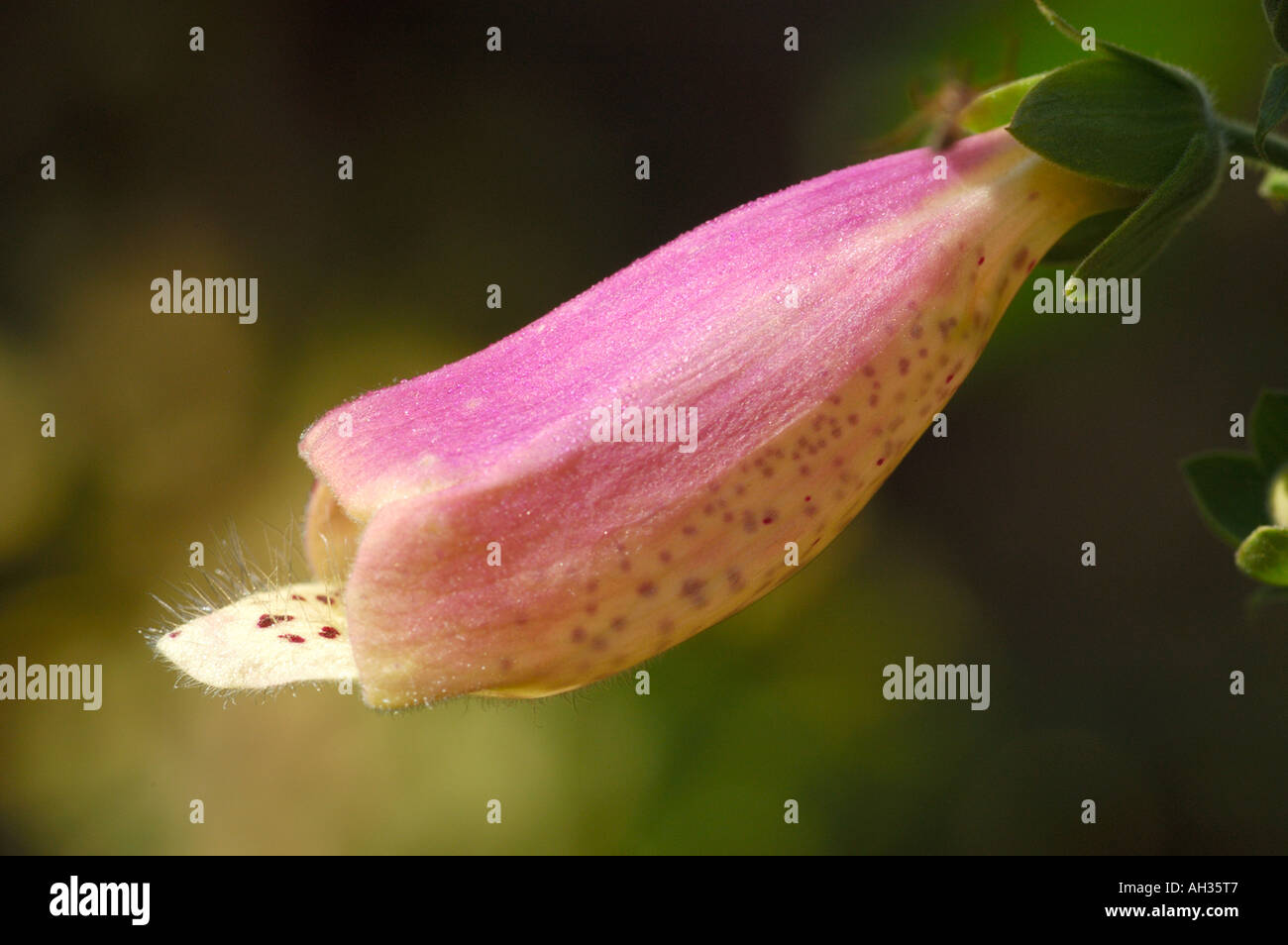 Foxglove in Autumn light Stock Photo - Alamy