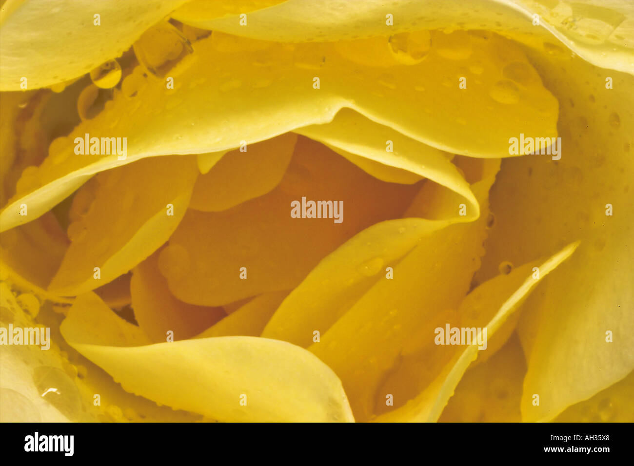 Yellow rose close up Stock Photo - Alamy
