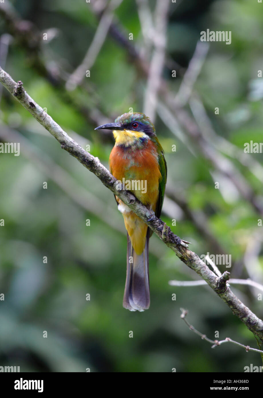 Cinnamon chested Bee eater Merops oreobates Stock Photo - Alamy