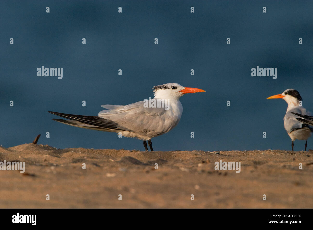 Royal Tern and Elegant Tern Stock Photo - Alamy