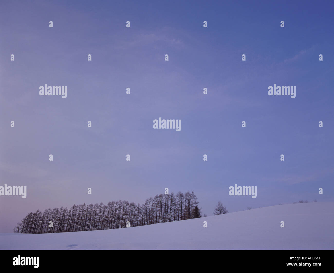 Snow [snow covered] tree hi-res stock photography and images - Alamy