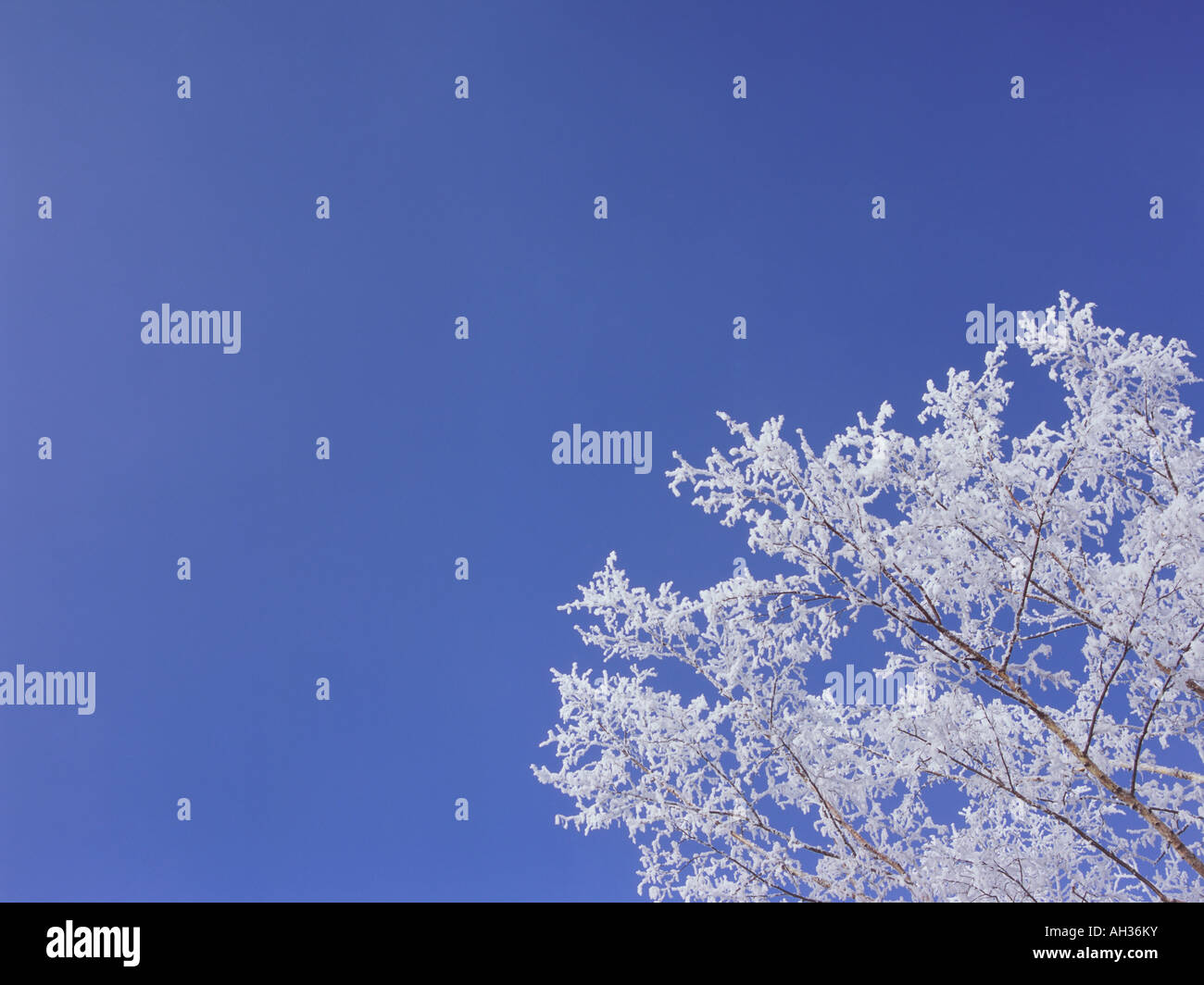 Trees covered in frost, Hokkaido, Japan Stock Photo - Alamy