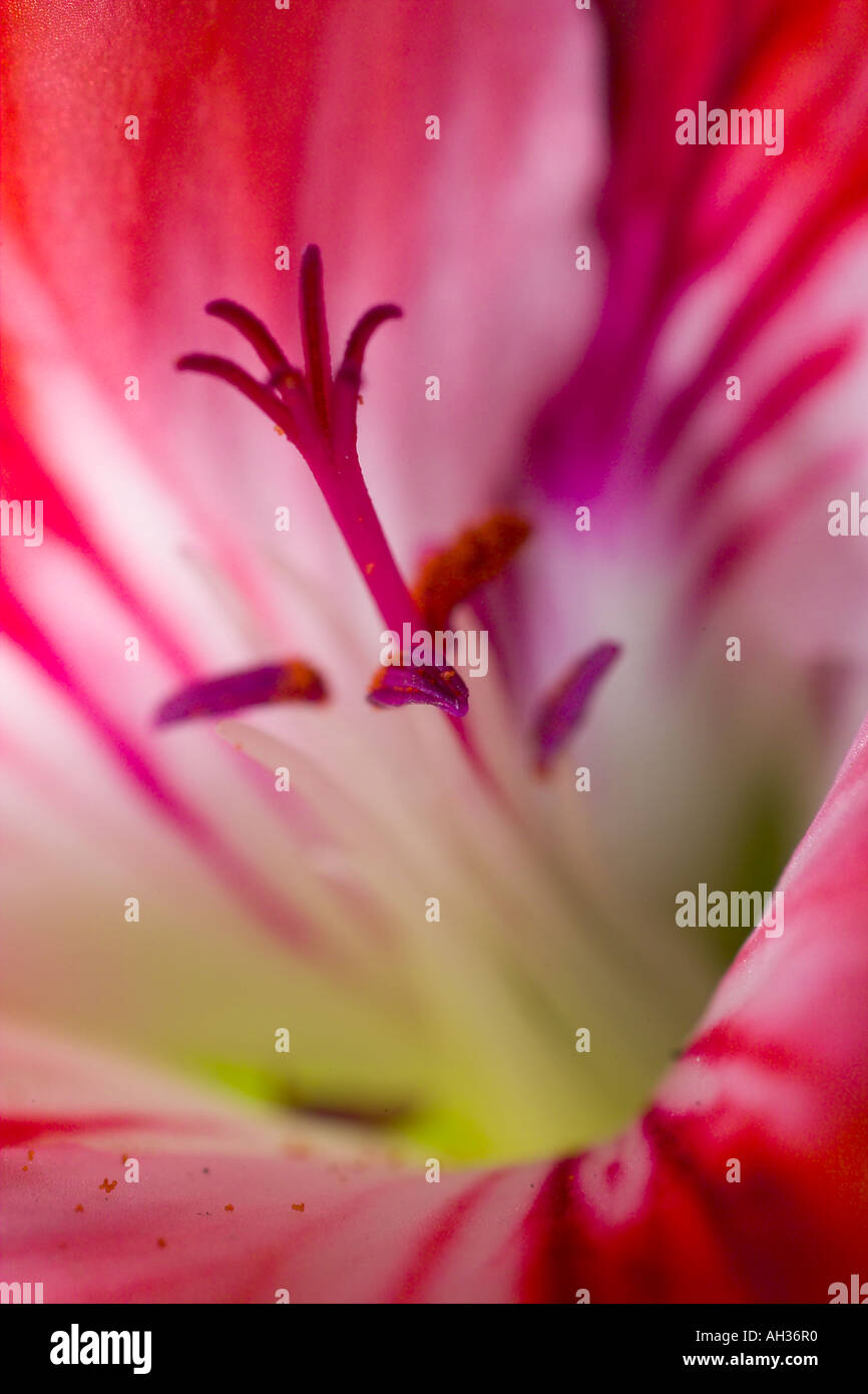 Red geranium pelargonium blossoms beautiful hi-res stock photography ...