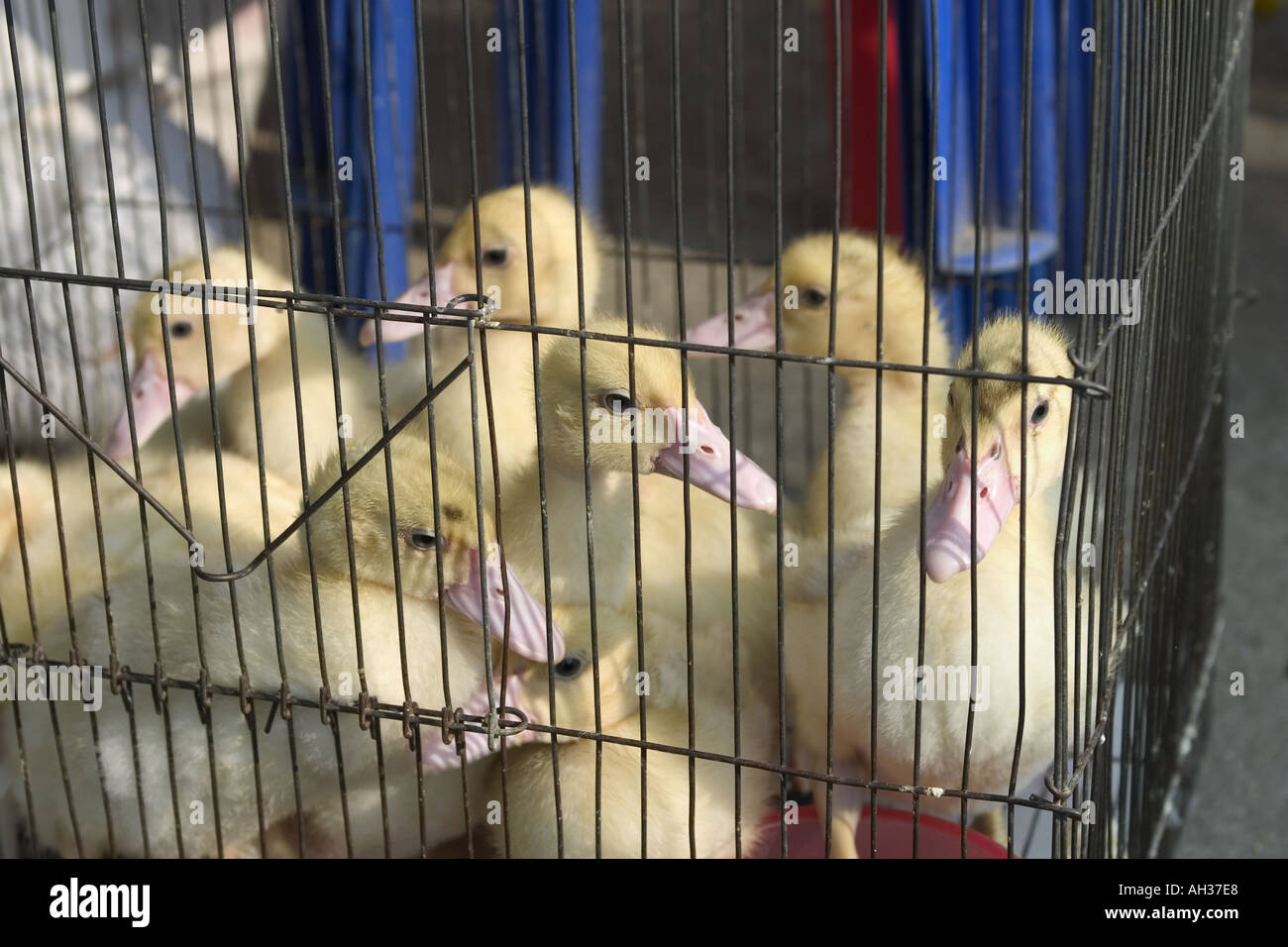 Chatuchak market animals hi-res stock photography and images - Alamy