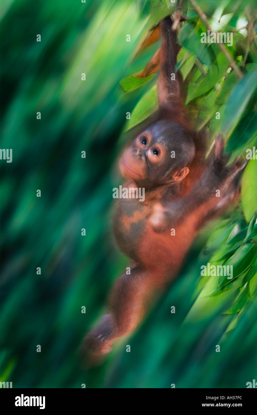 Baby Orangutan Pongo pygmaeus in jungle Borneo, Indonesia Stock Photo ...