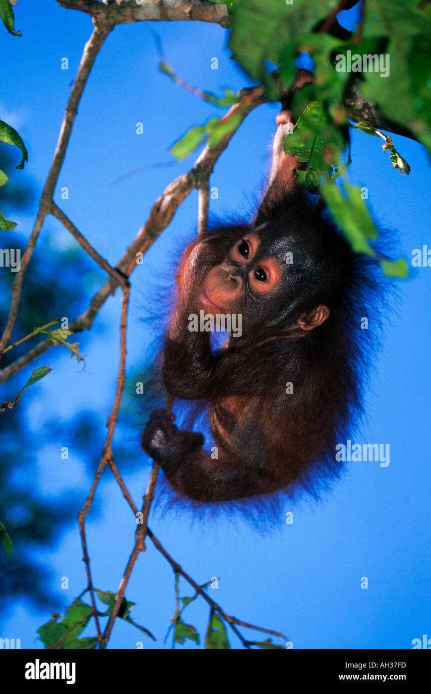 Baby Orangutan Pongo pygmaeus in jungle Borneo, Indonesia Stock Photo ...