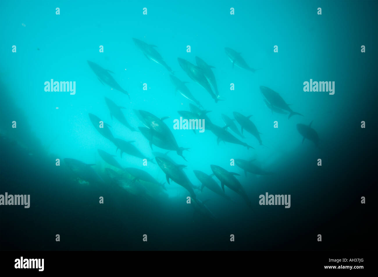 Blue fin tuna in fish farm in south Japan in Kusimoto Stock Photo - Alamy