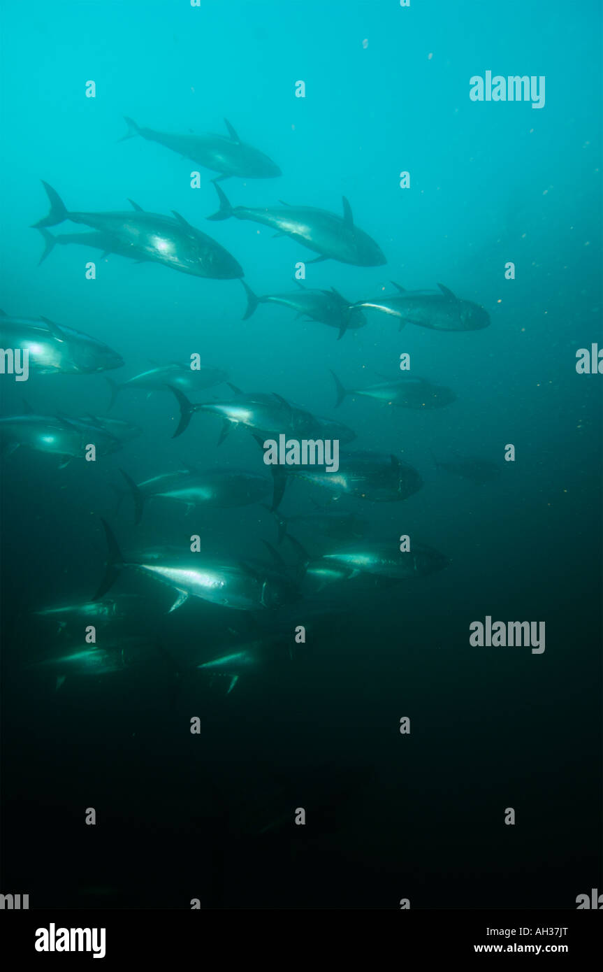 Blue fin tuna in fish farm in south Japan in Kusimoto Stock Photo - Alamy