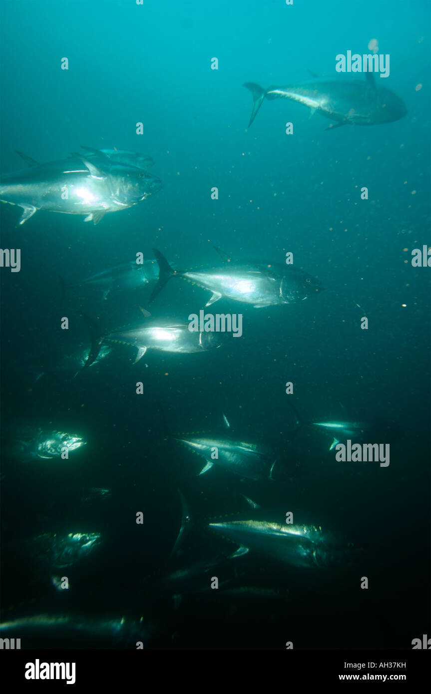 Blue fin tuna in fish farm in south Japan in Kusimoto Stock Photo - Alamy