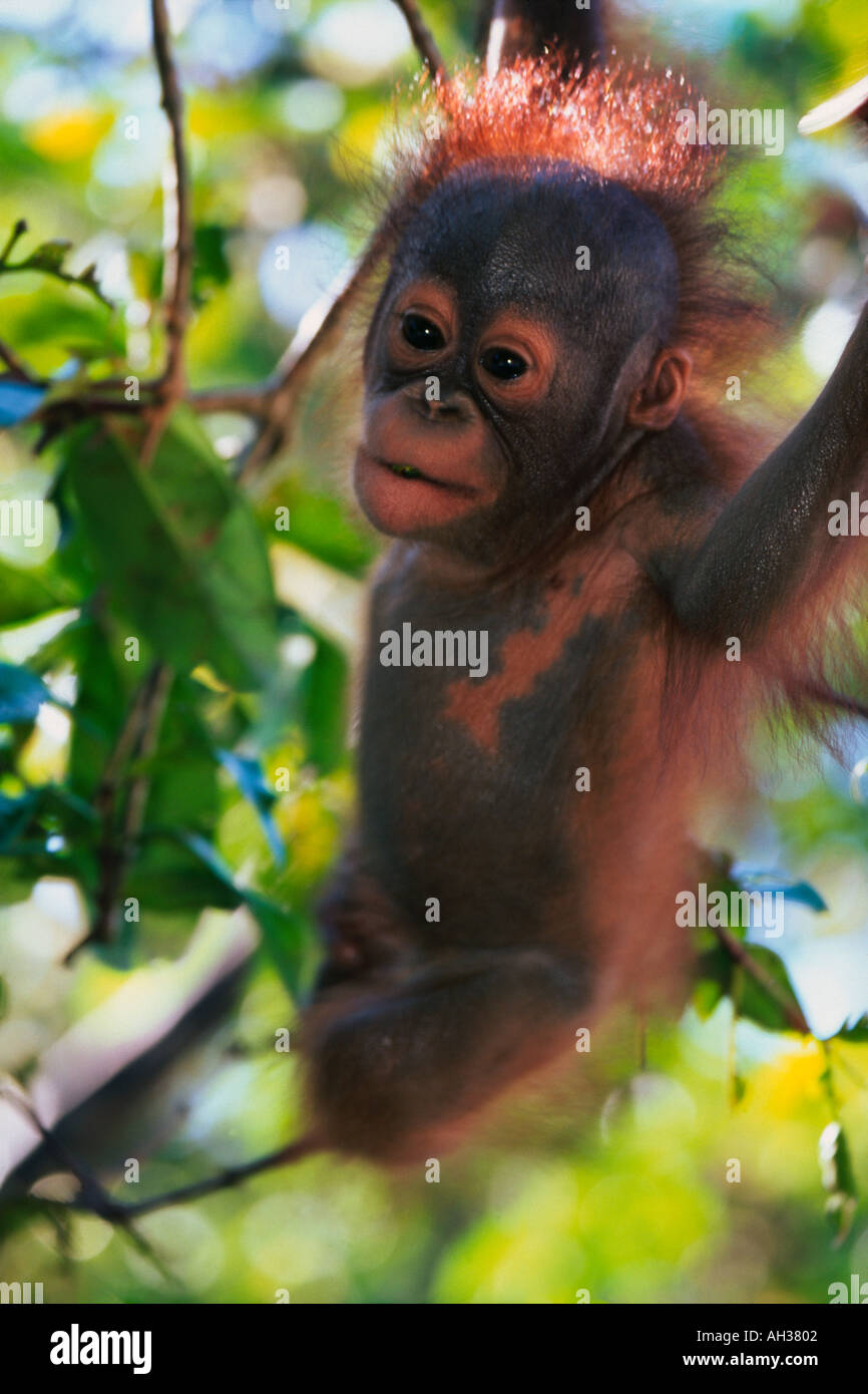 Baby Orangutan Pongo pygmaeus in jungle Borneo, Indonesia Stock Photo ...