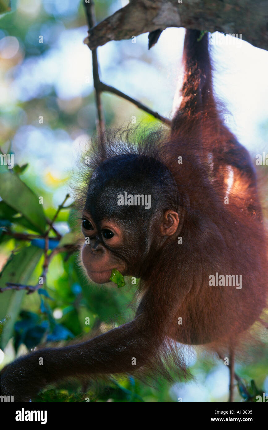 Baby Orangutan Pongo pygmaeus in jungle Borneo, Indonesia Stock Photo ...