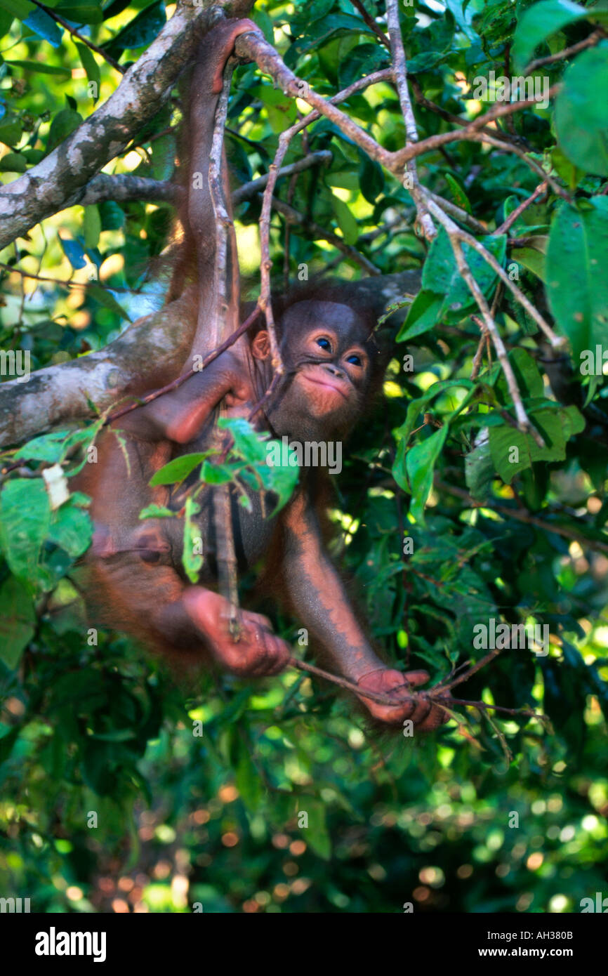 Baby Orangutan Pongo pygmaeus in jungle Borneo, Indonesia Stock Photo ...
